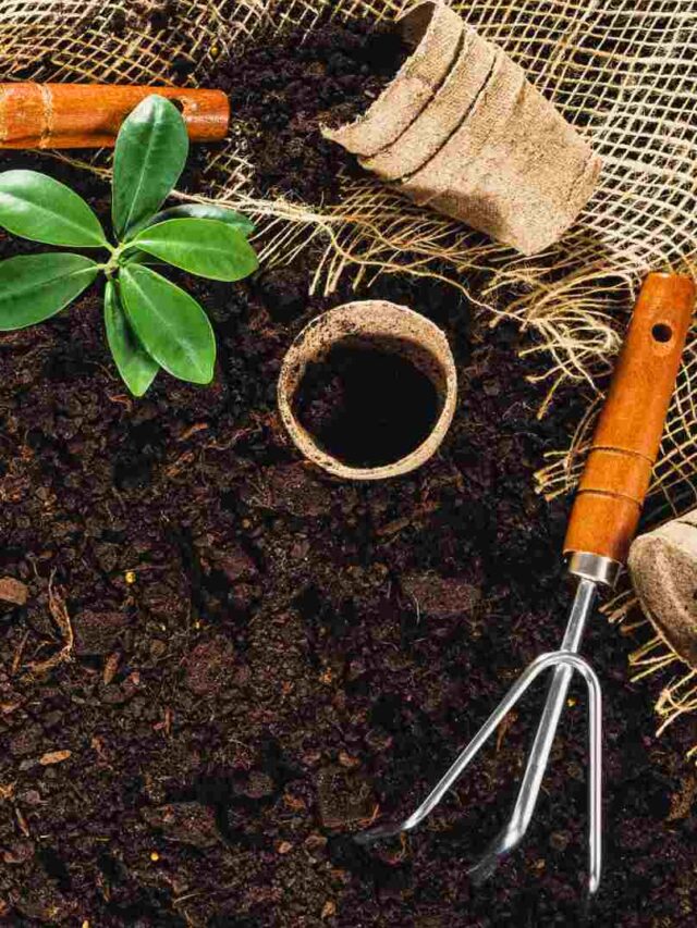 Make Soil for Pots at Home in India: A Step-by-Step Guide ...