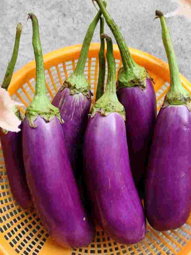 plant these 6 varieties of brinjal in the summer season! - Organicbazar ...