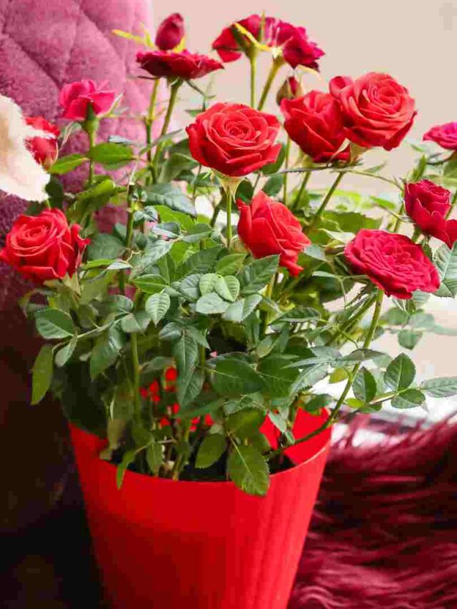 Mastering Rose Gardening: 7 Essential Tips for Growing Roses in Pots ...