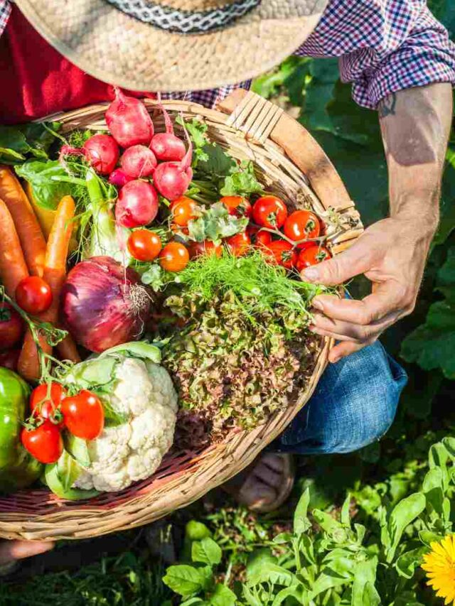 Effortless Steps to Begin Your Vegetable Garden - Organicbazar Blog