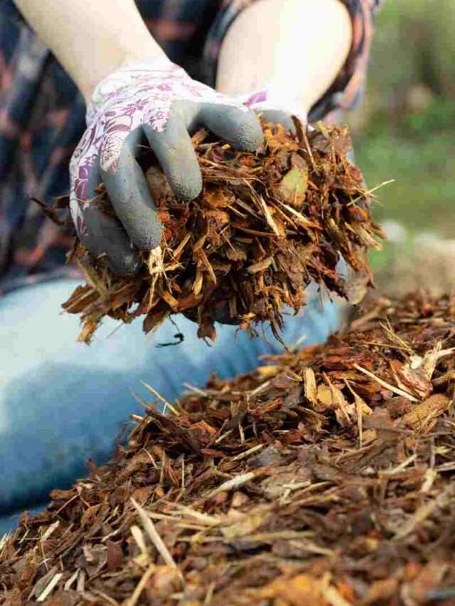 Increase the Health of Your Vegetable Garden with Mulch: Tips and ...