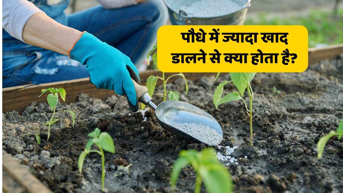 पौधों में ज्यादा खाद डालने से क्या होता है? Harmful effects of over ...