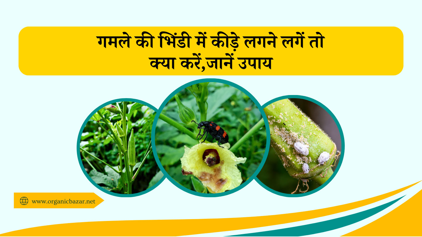 गमले की भिंडी में कीड़े लगने लगें तो क्या करें - What to do if pests ...