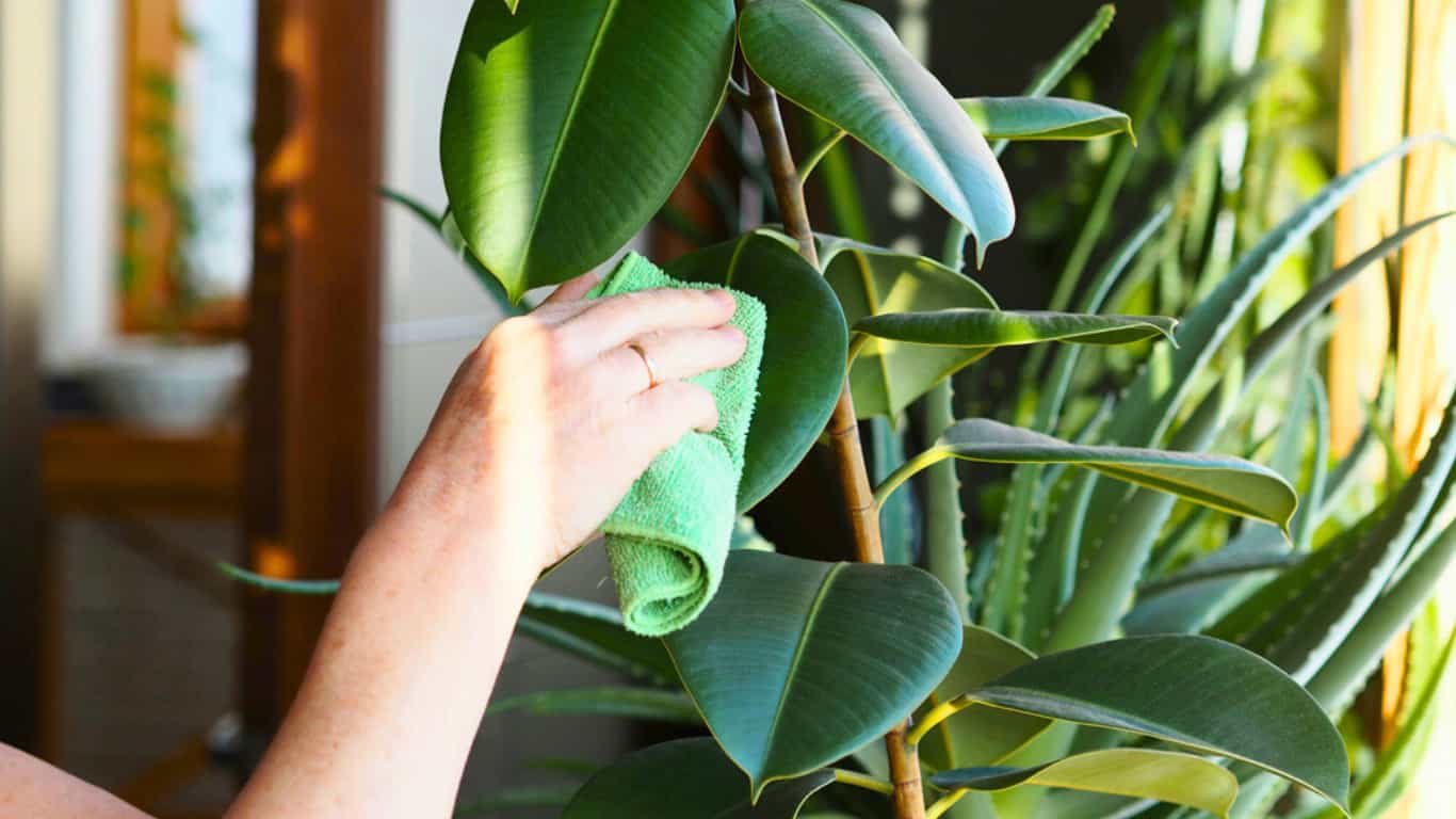 सर्दी के मौसम में रबर प्लांट की देखभाल के टिप्स - Winter Care Tips For ...