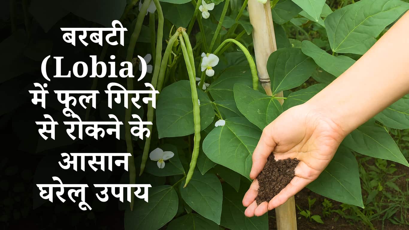 बरबटी (Lobia) के फूल गिर रहे हैं?, तुरंत करें ये उपाय